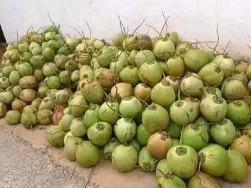 Es Kelapa Muda Boga Rasa, Tebet - GoFood