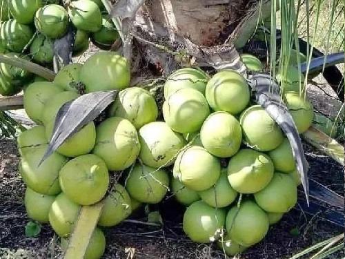 Bandara Kelapa Muda Ijo Indonesia - GoFood